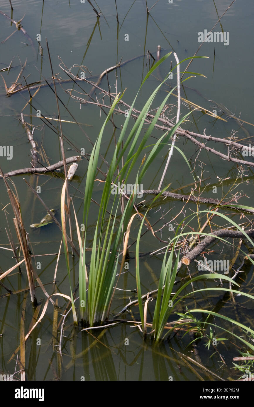green water plant Stock Photo - Alamy