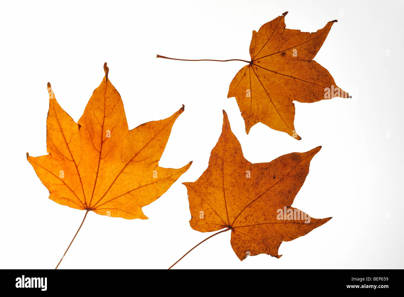Painted maple (Acer mono / Acer truncatum) leaves in autumn colours ...