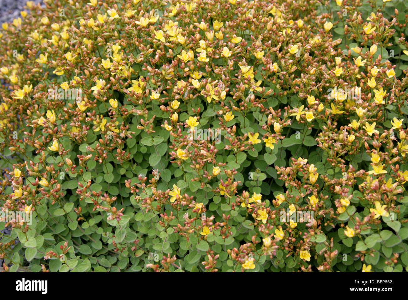 St John's Wort, Hypericum athoum, Hypericaceae. Greece, Europe Stock ...