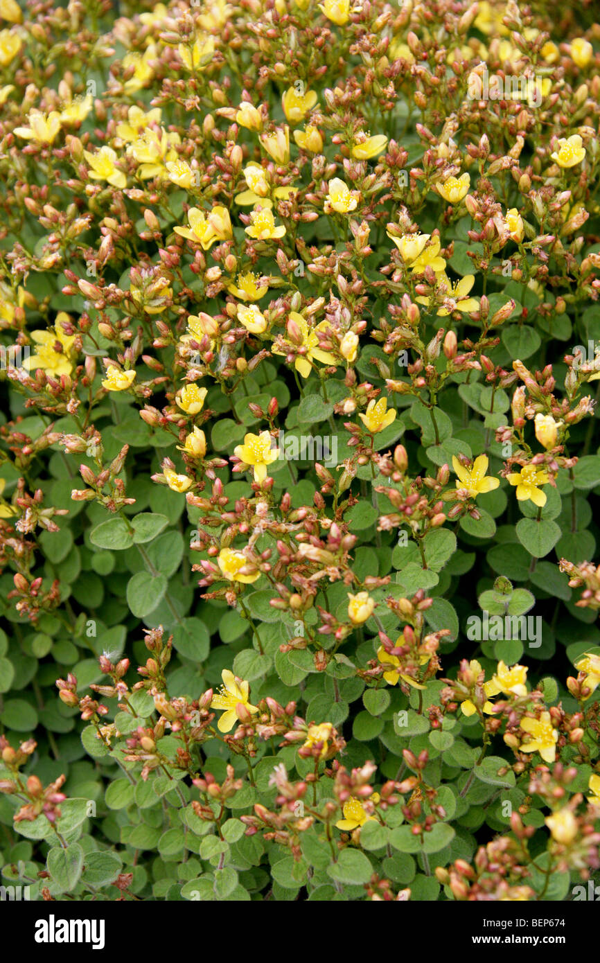 Florapix hypericum athoum hi-res stock photography and images - Alamy