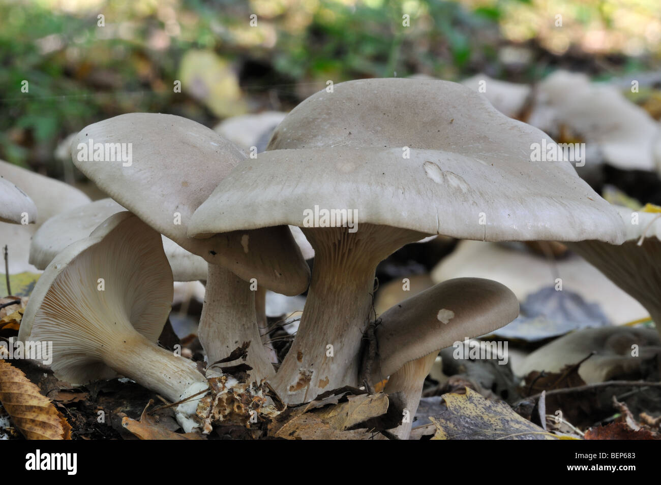 Clouded agaric / Cloud funnel (Clitocybe nebularis / Lepista nebularis ...