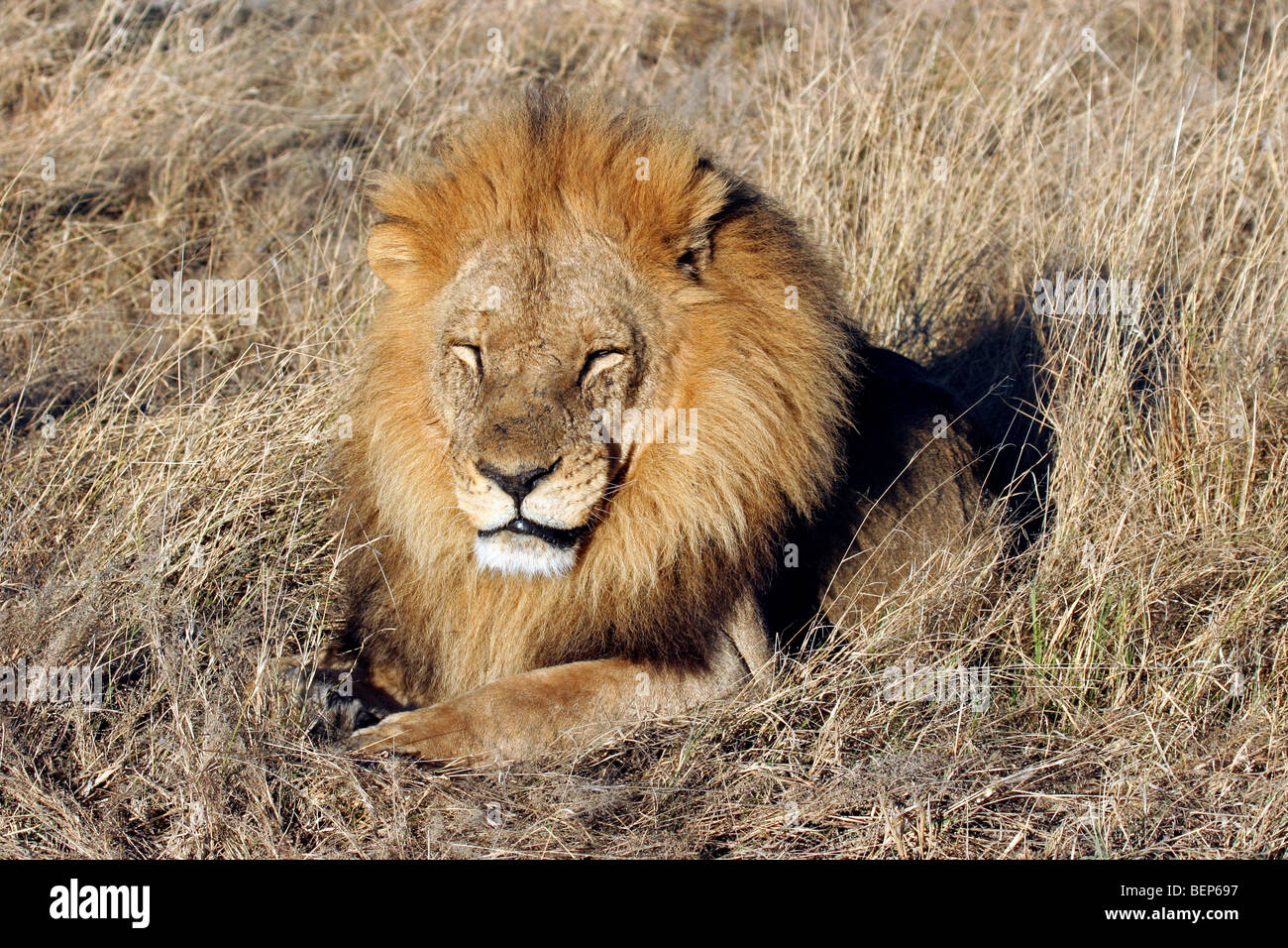 Male lion (Panthera leo) resting on the savanna, Moremi Game Reserve ...