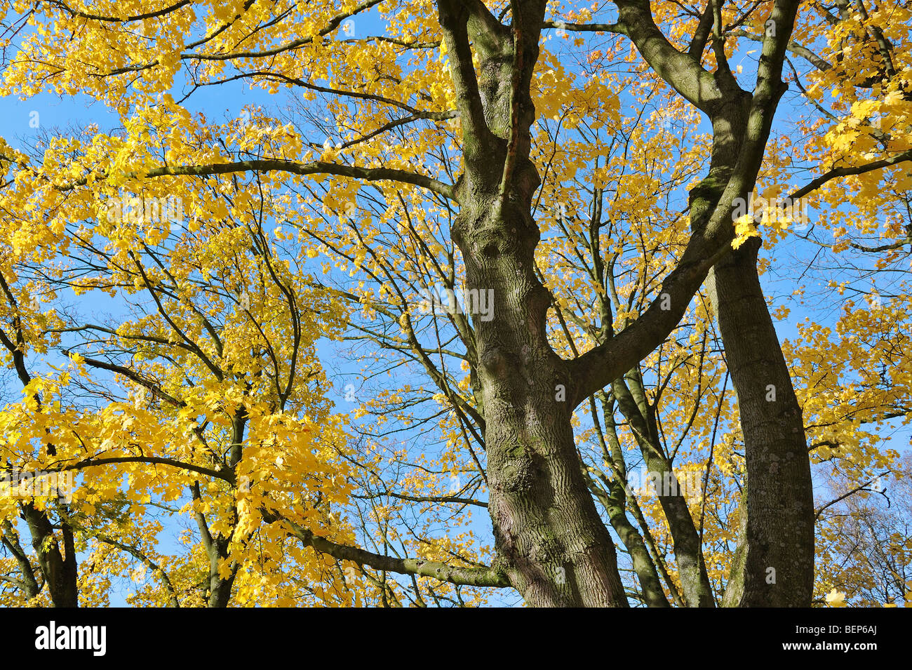 Norway maple tree (Acer platanoides) in autumn colours Stock Photo - Alamy