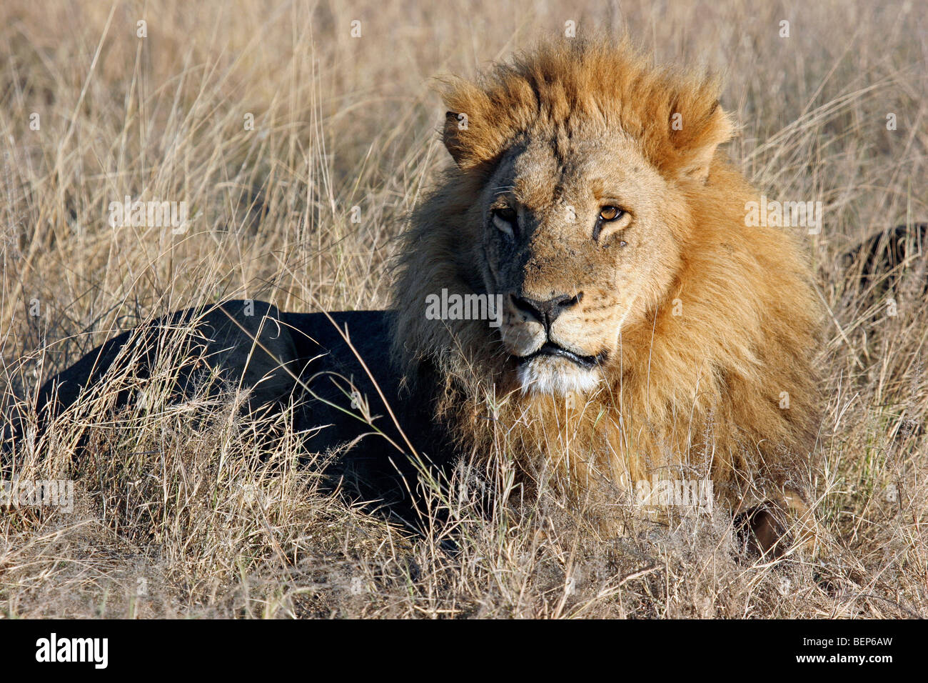 Male lion (Panthera leo) resting on the savanna, Moremi Game Reserve ...