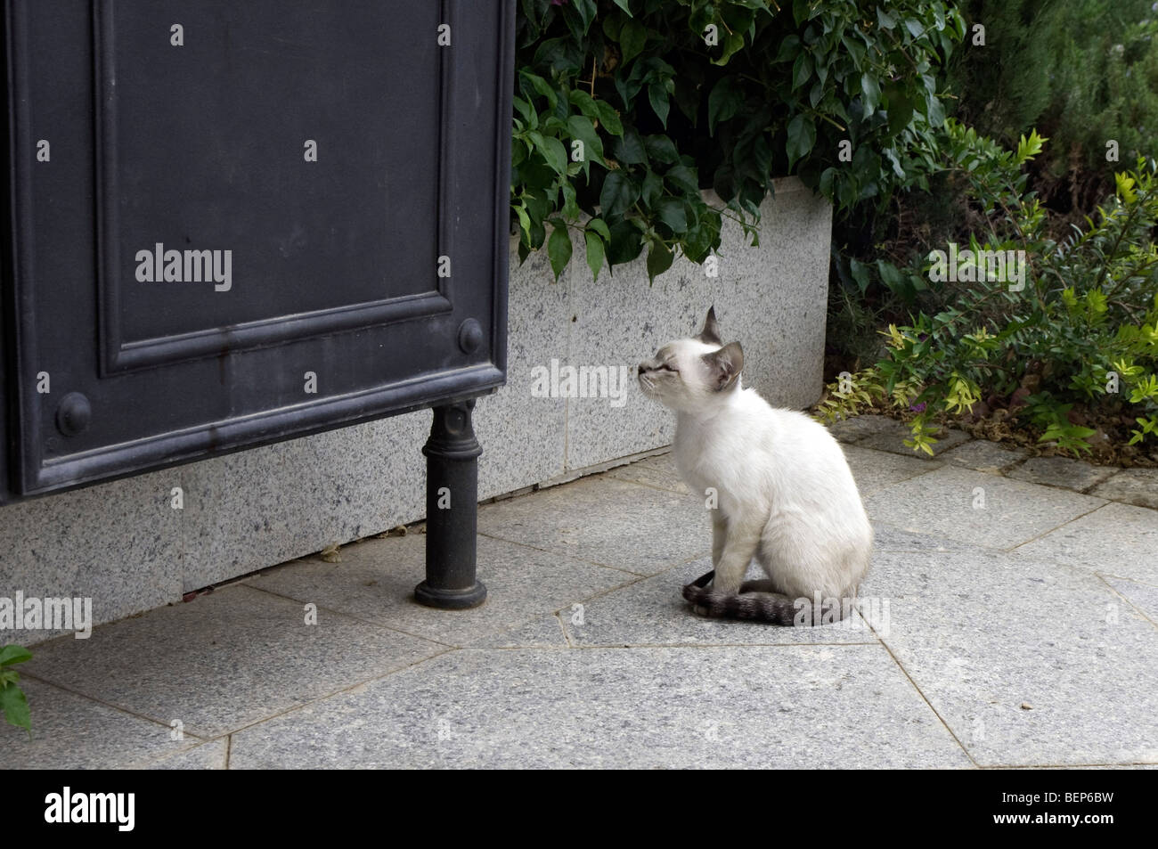 Cute white Spanish cat, Murcia Spain Stock Photo - Alamy