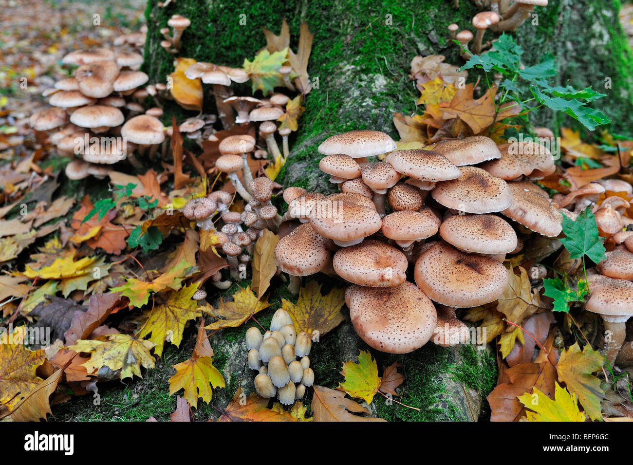 Dark honey fungus (Armillaria solidipes / Armillaria ostoyae) growing ...