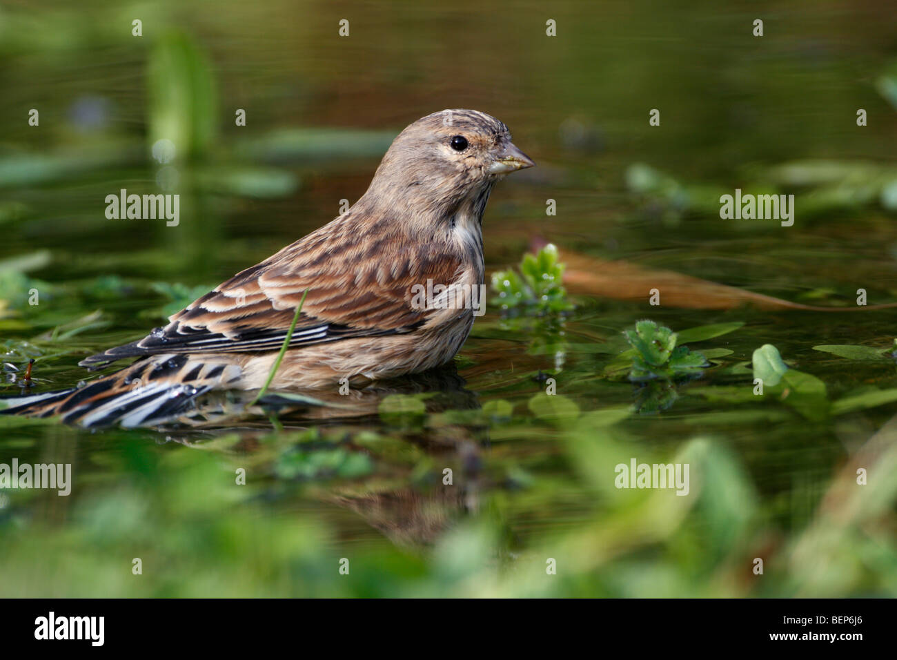 Common linnet hi-res stock photography and images - Alamy