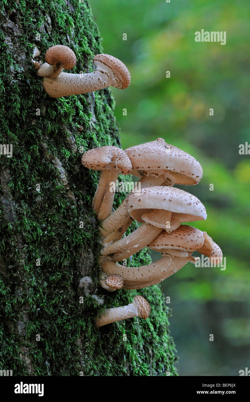Armillaria ostoyae cluster hi-res stock photography and images - Alamy