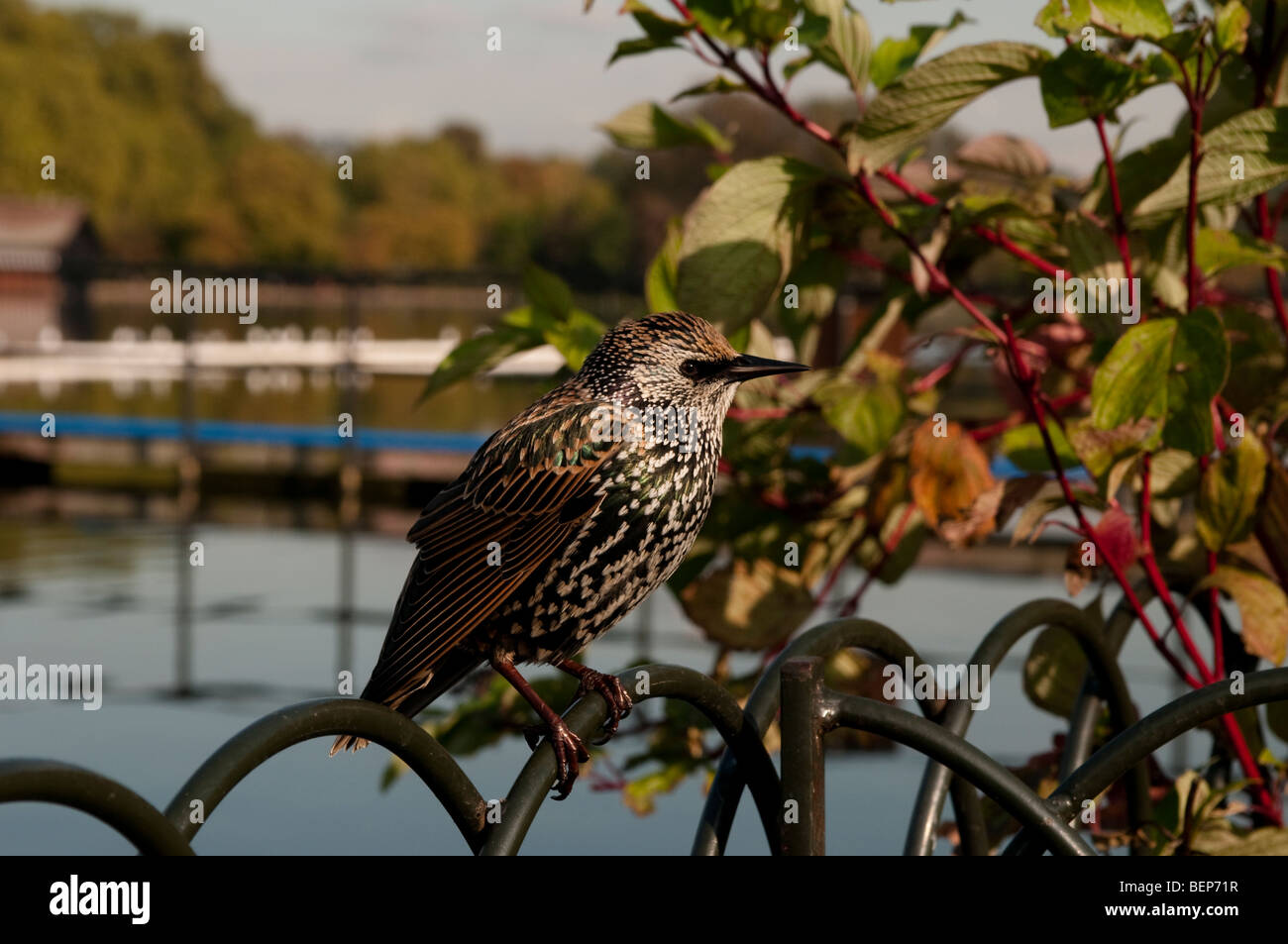 Starling, Hyde Park, London, Westminster, SW1 Stock Photo - Alamy
