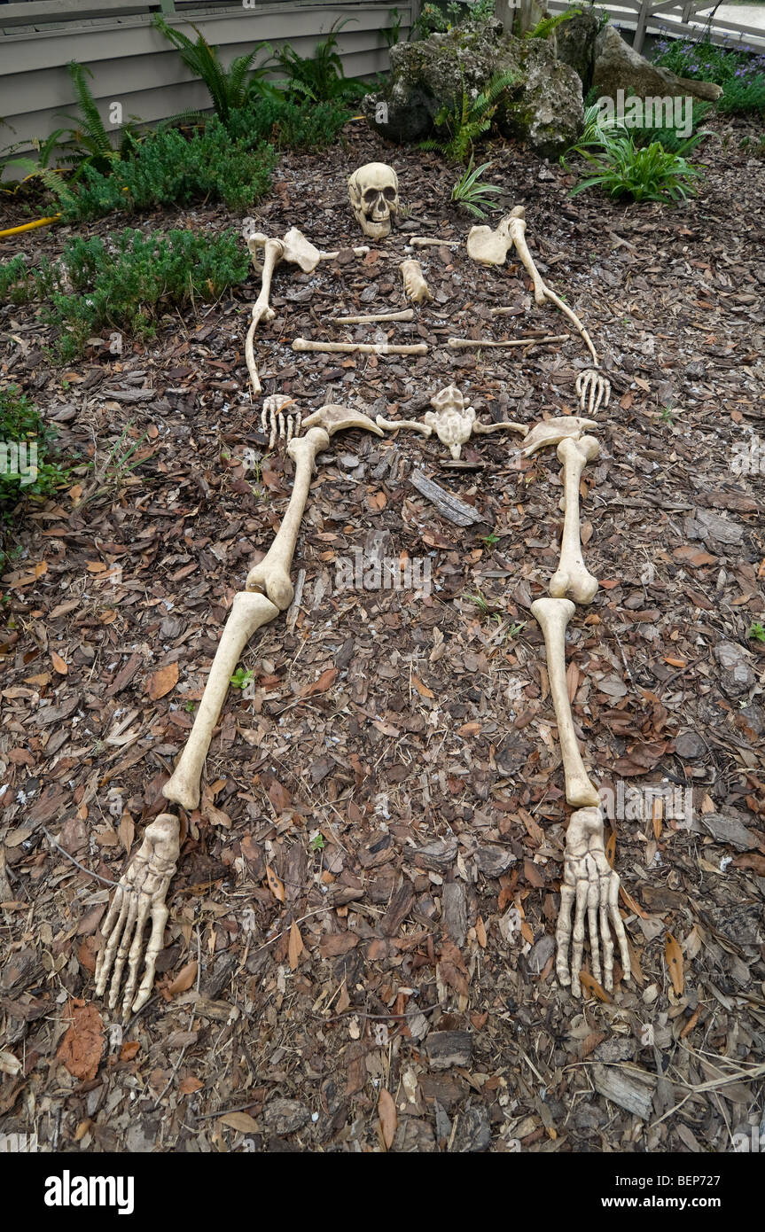 Human Skeleton Ground High Resolution Stock Photography and Images - Alamy