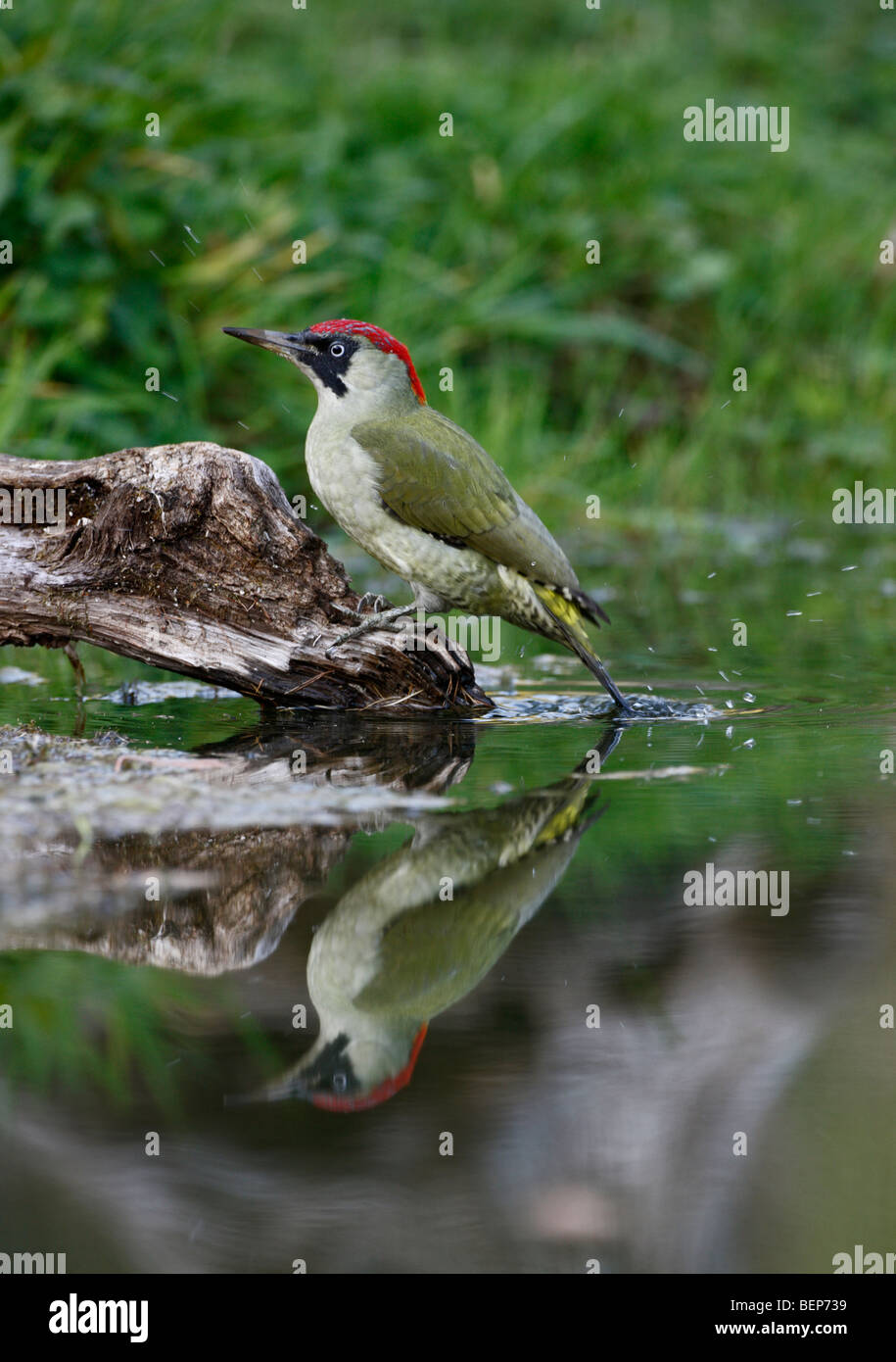 Green Woodpecker Picus viridis Stock Photo - Alamy