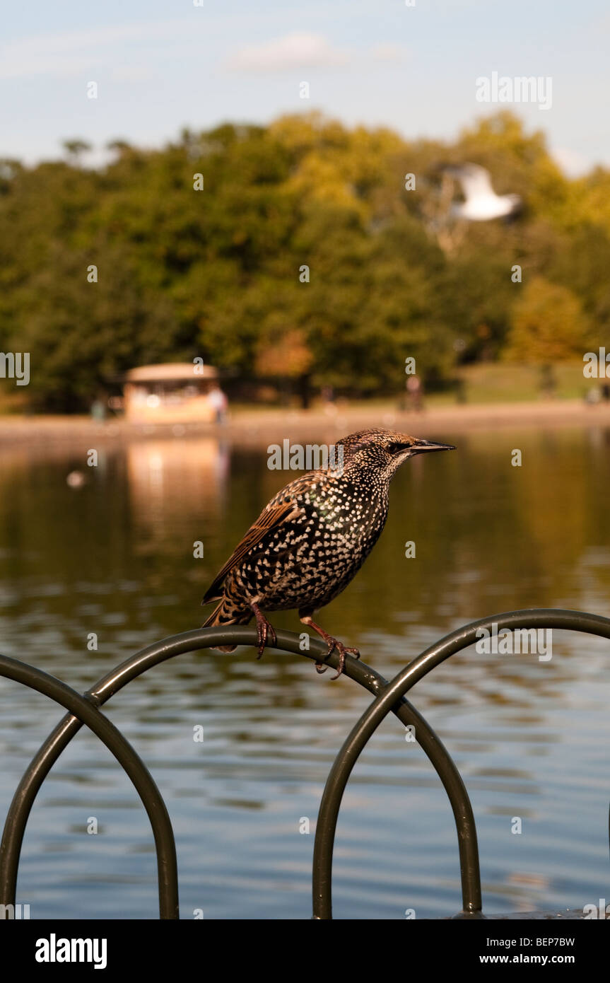 Starling, Hyde Park, London, Westminster, SW1 Stock Photo - Alamy