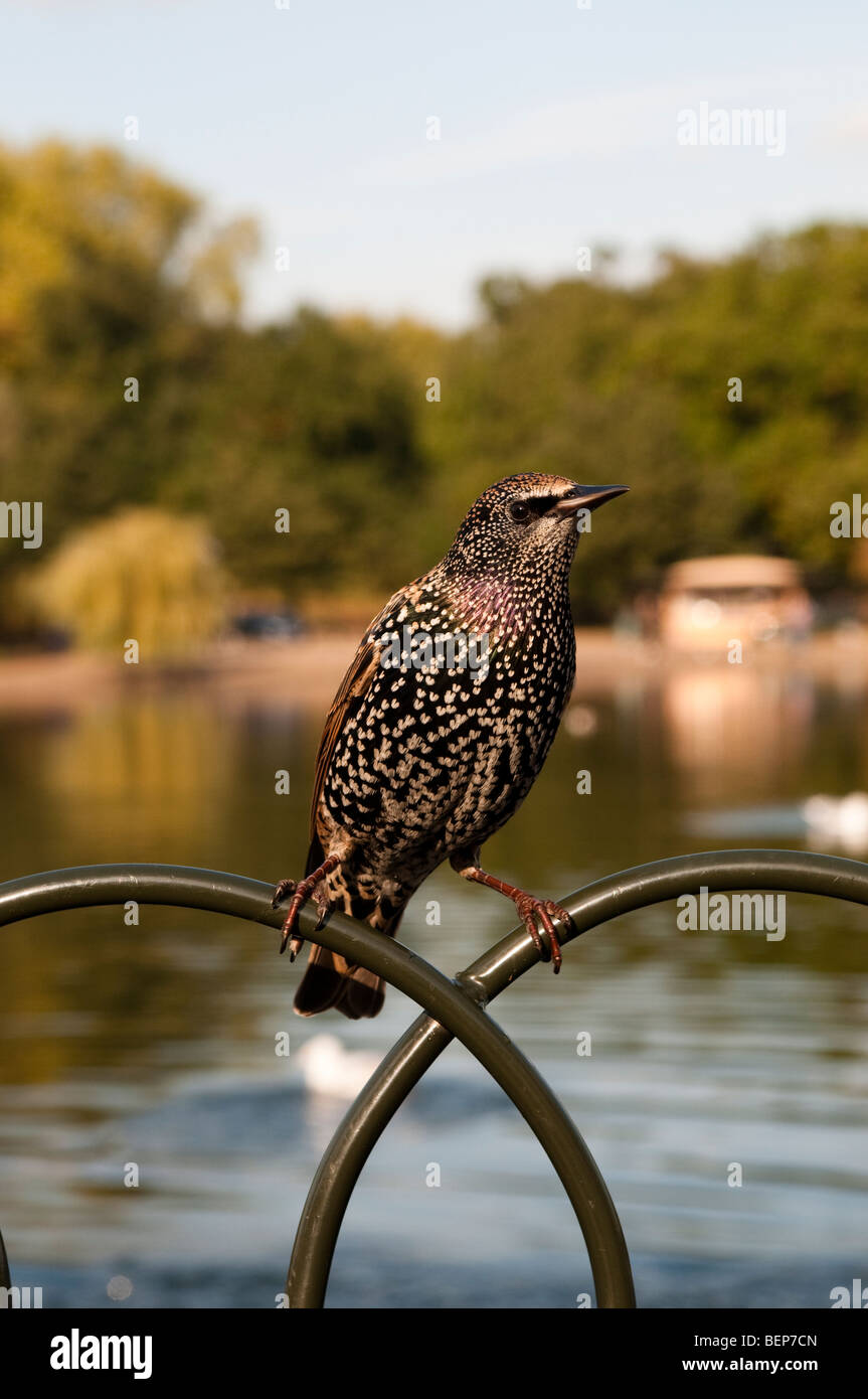 Starling, Hyde Park, London, Westminster, SW1 Stock Photo - Alamy