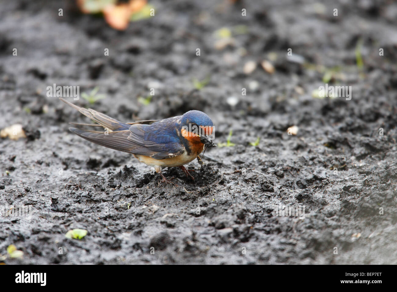 Barn Swallow (Hirundo rustica erythrogaster), sitting on a bank ...