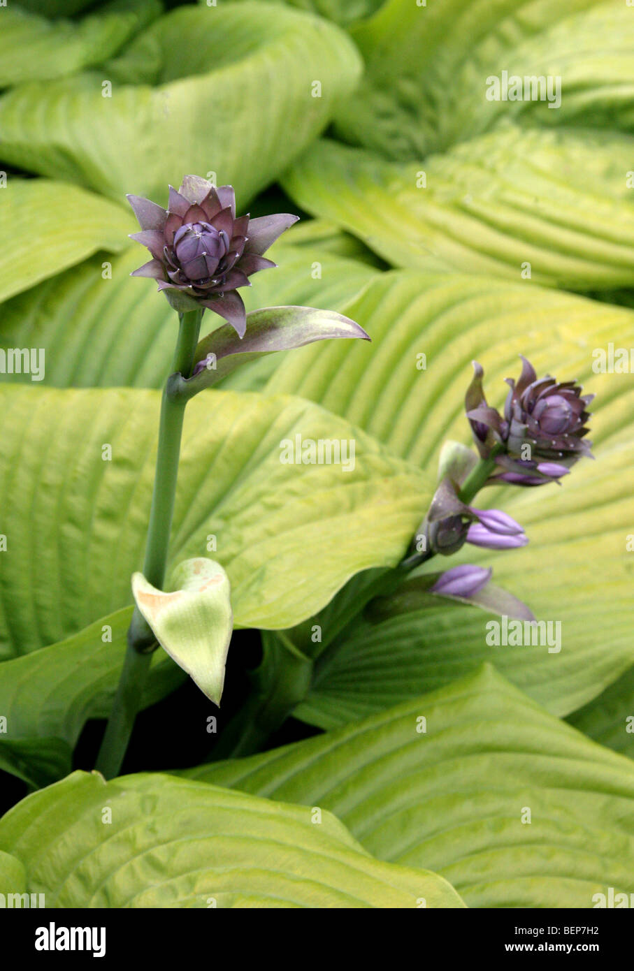Hosta aka Corfu Lily, the Day Lily, or the Plantain Lily, Hosta sp ...