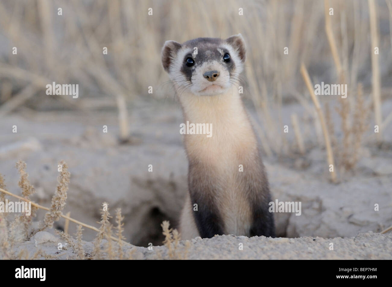 Stock photo of a wild black-footed ferret looking out from his burrow ...