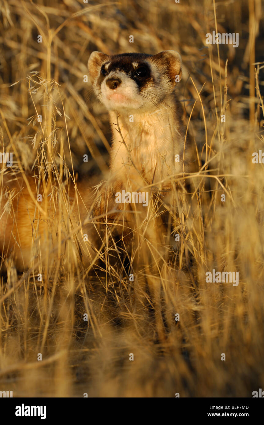 Stock photo of a wild black-footed ferret in the grass in the golden ...