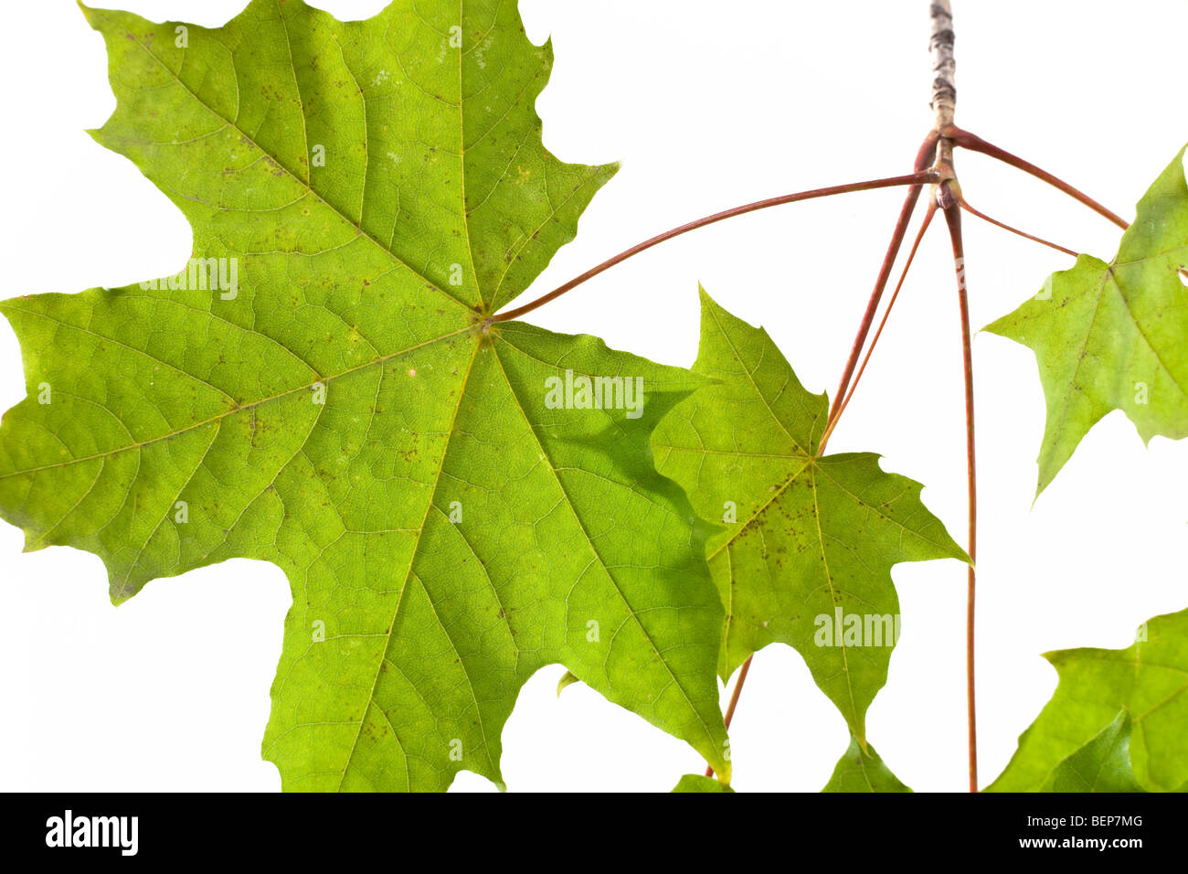 Close up small branch of chestnut green leafs on white background Stock ...