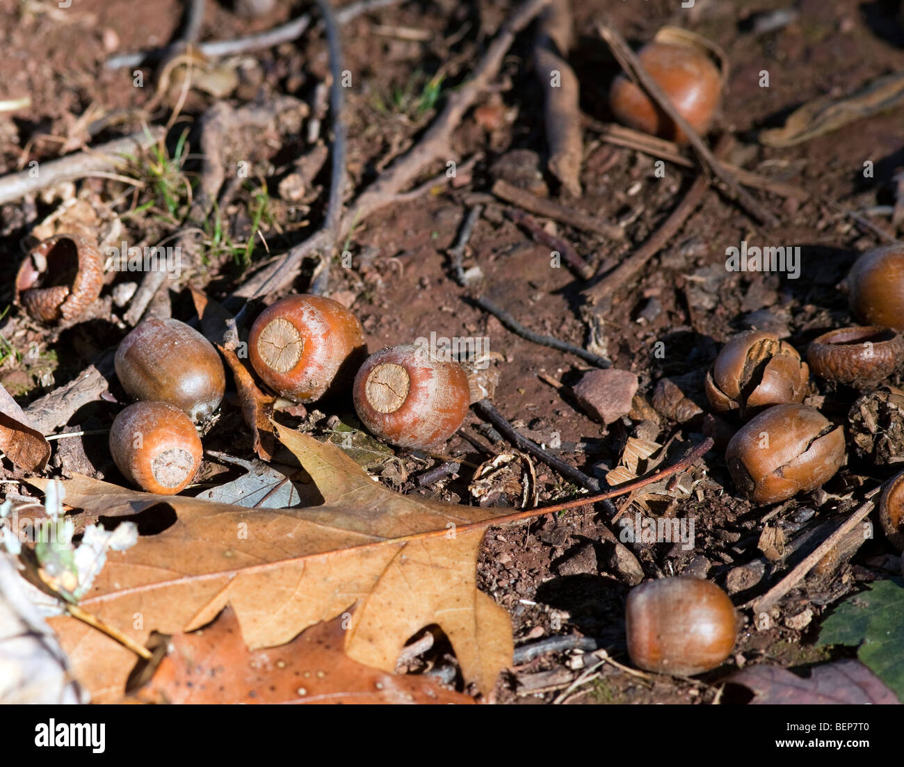 Ground acorns hi-res stock photography and images - Alamy