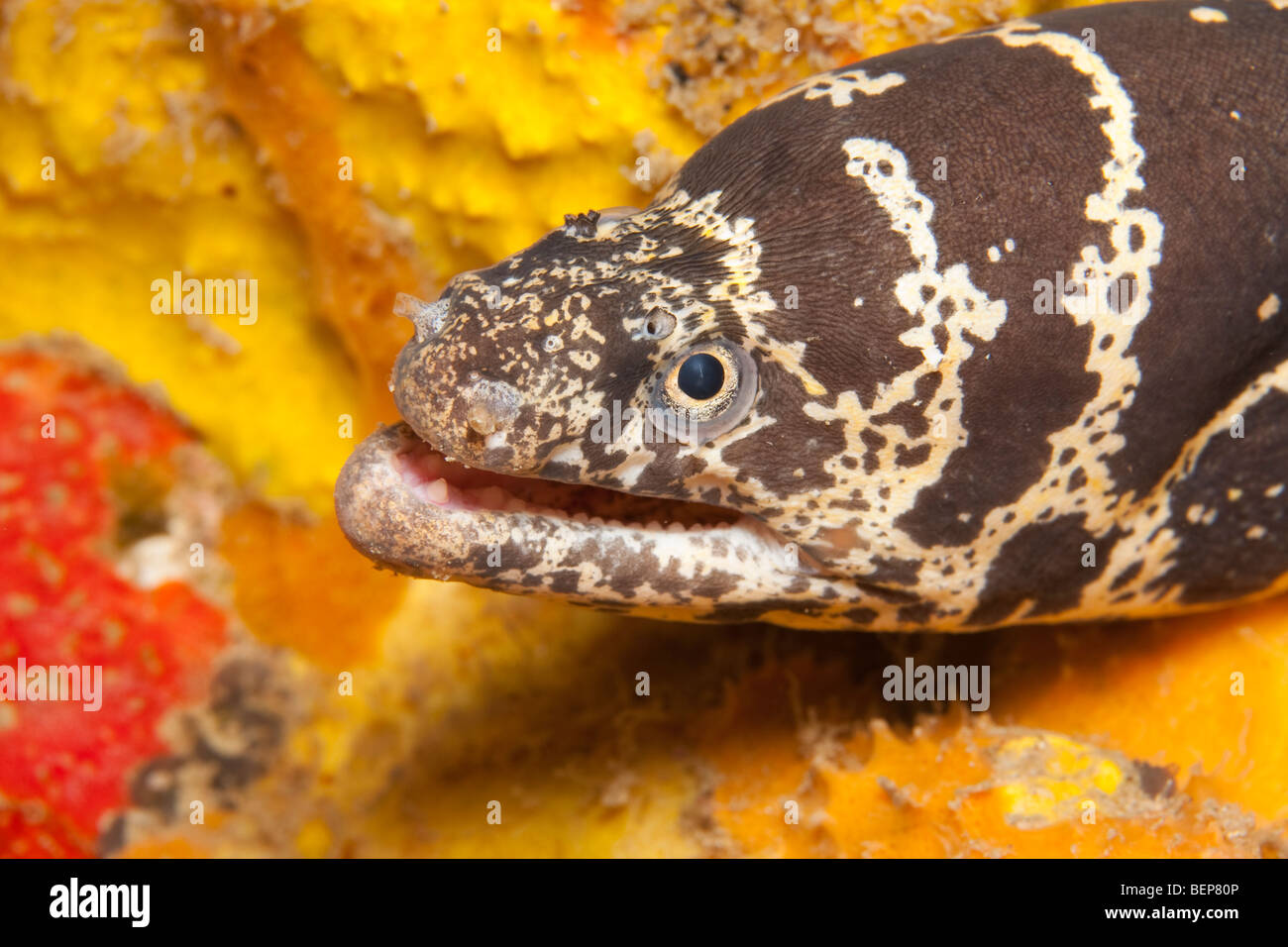Chain Moray (Echidna catenata) emerging from Yellow Tube Sponge ...