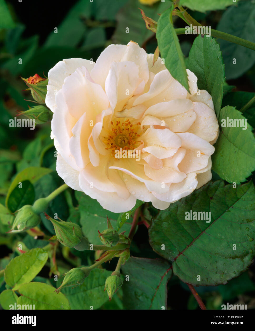 Close-up of cream rose Stock Photo - Alamy