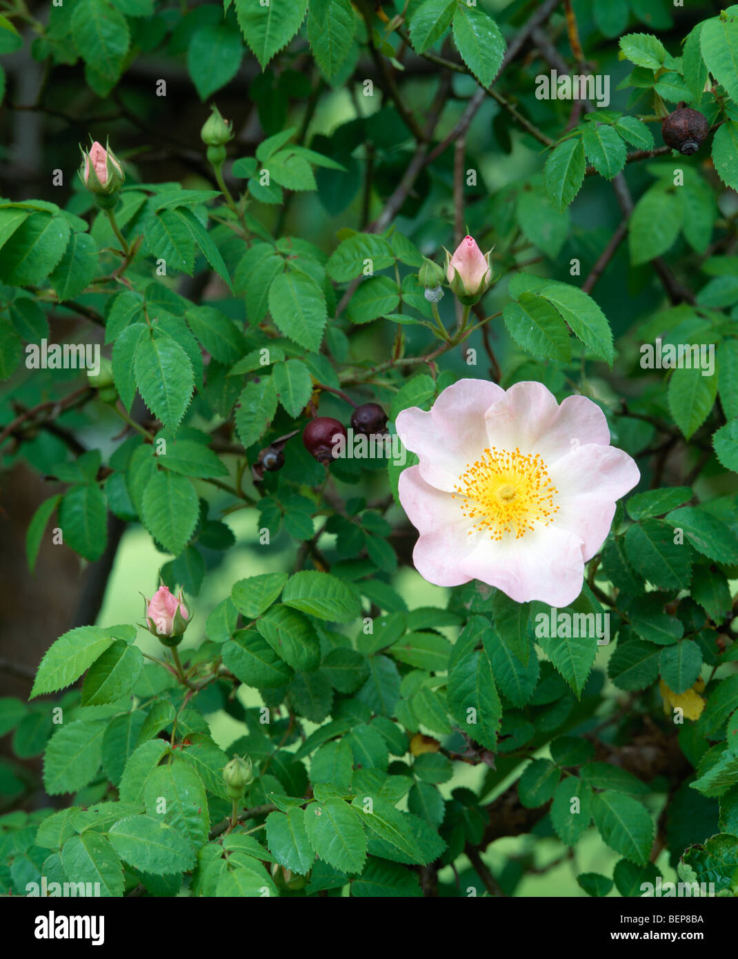Plants a z rose hi-res stock photography and images - Alamy