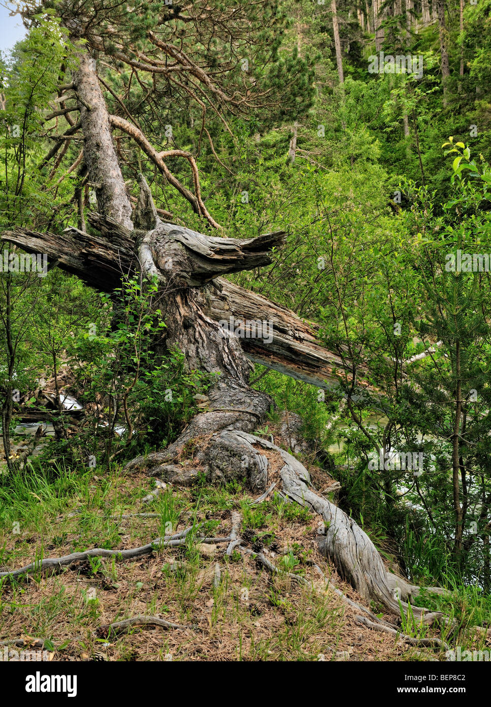 A tree in form of fairy tale beast. Western Caucasus. Republic of ...