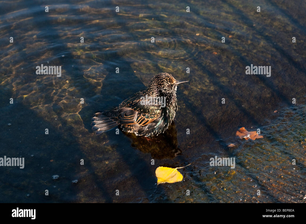 Starling, Hyde Park, London, Westminster, SW1 Stock Photo - Alamy
