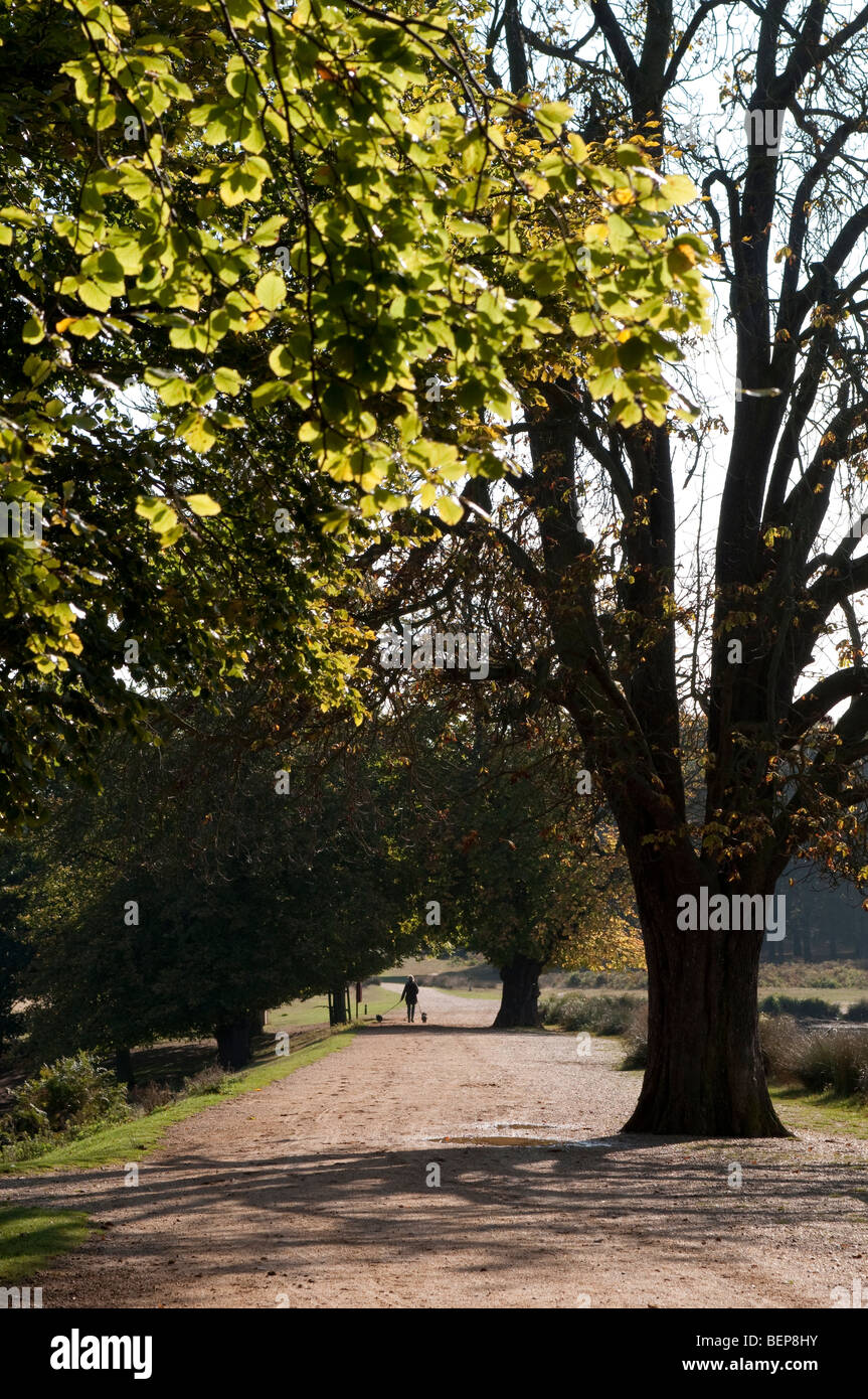 Richmond park path hi-res stock photography and images - Alamy