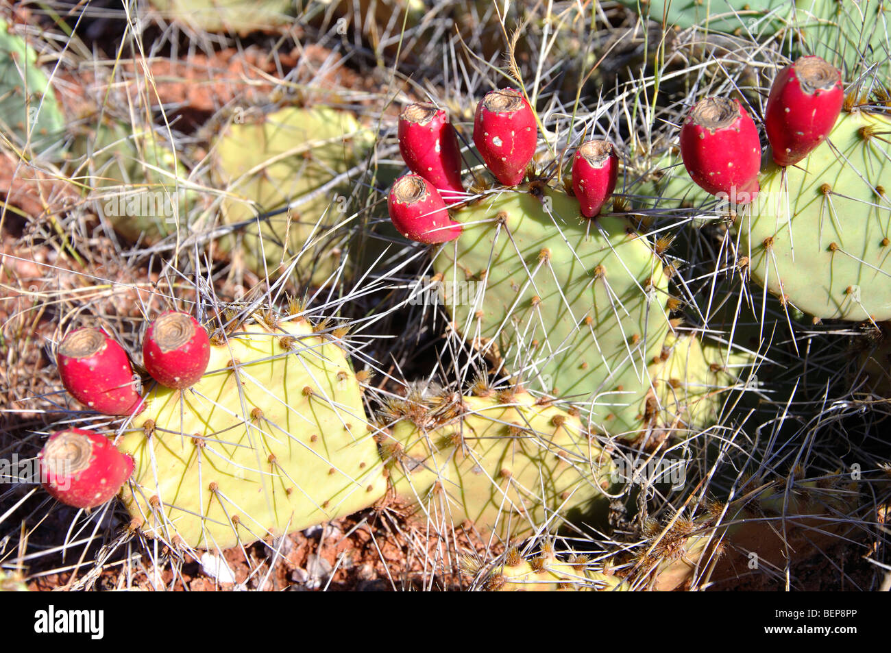 Opuntia - Prickly pear cactus with fruit Stock Photo - Alamy