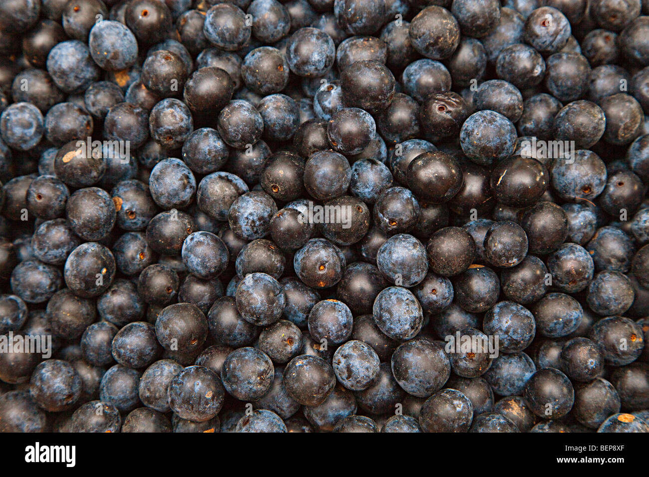 Sloe berry uk hi-res stock photography and images - Alamy