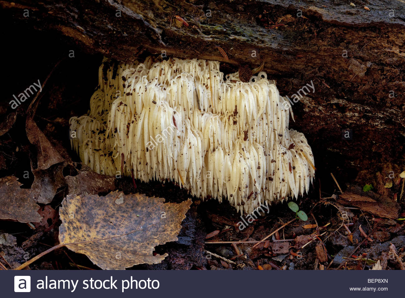 Bears Head Tooth High Resolution Stock Photography and Images - Alamy