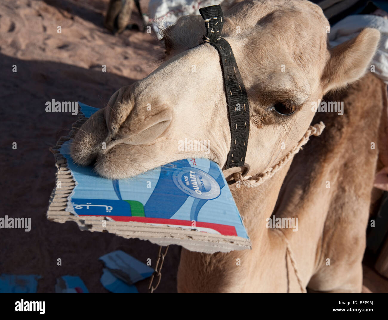 A camel eating cardboard Stock Photo - Alamy