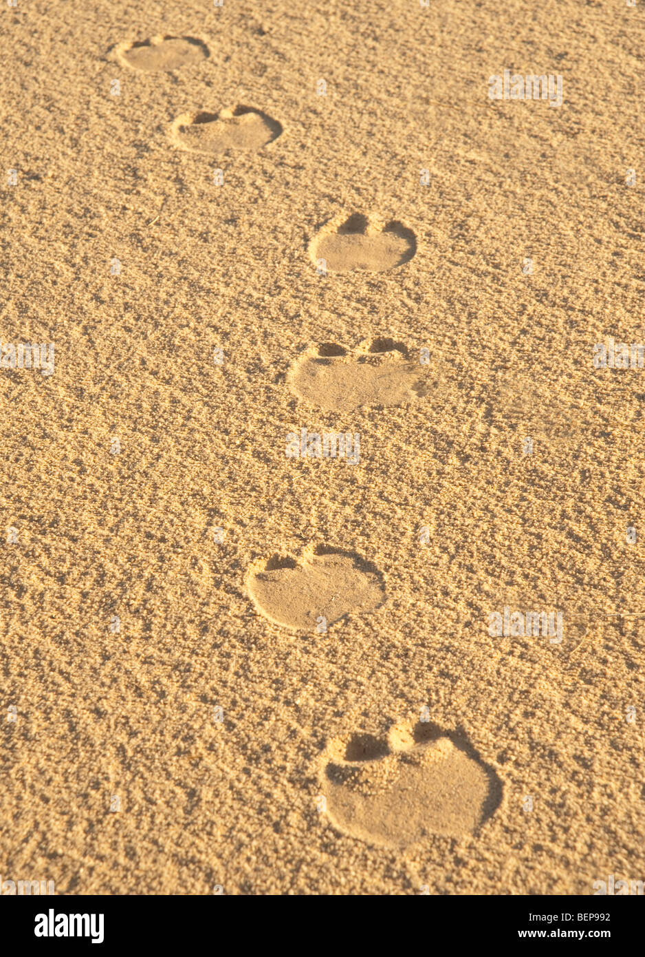 Camel footprints in the desert sand Stock Photo - Alamy
