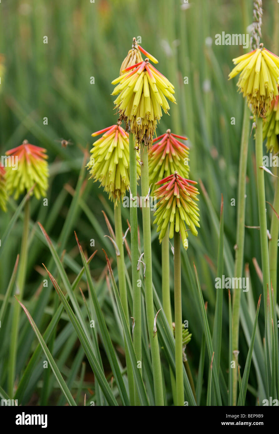 Torch Lily or Red Hot Poker, Kniphofia porphyrantha, Asphodelaceae ...