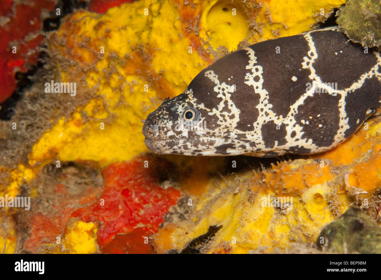 Chain Moray (Echidna catenata) emerging from Yellow Tube Sponge ...