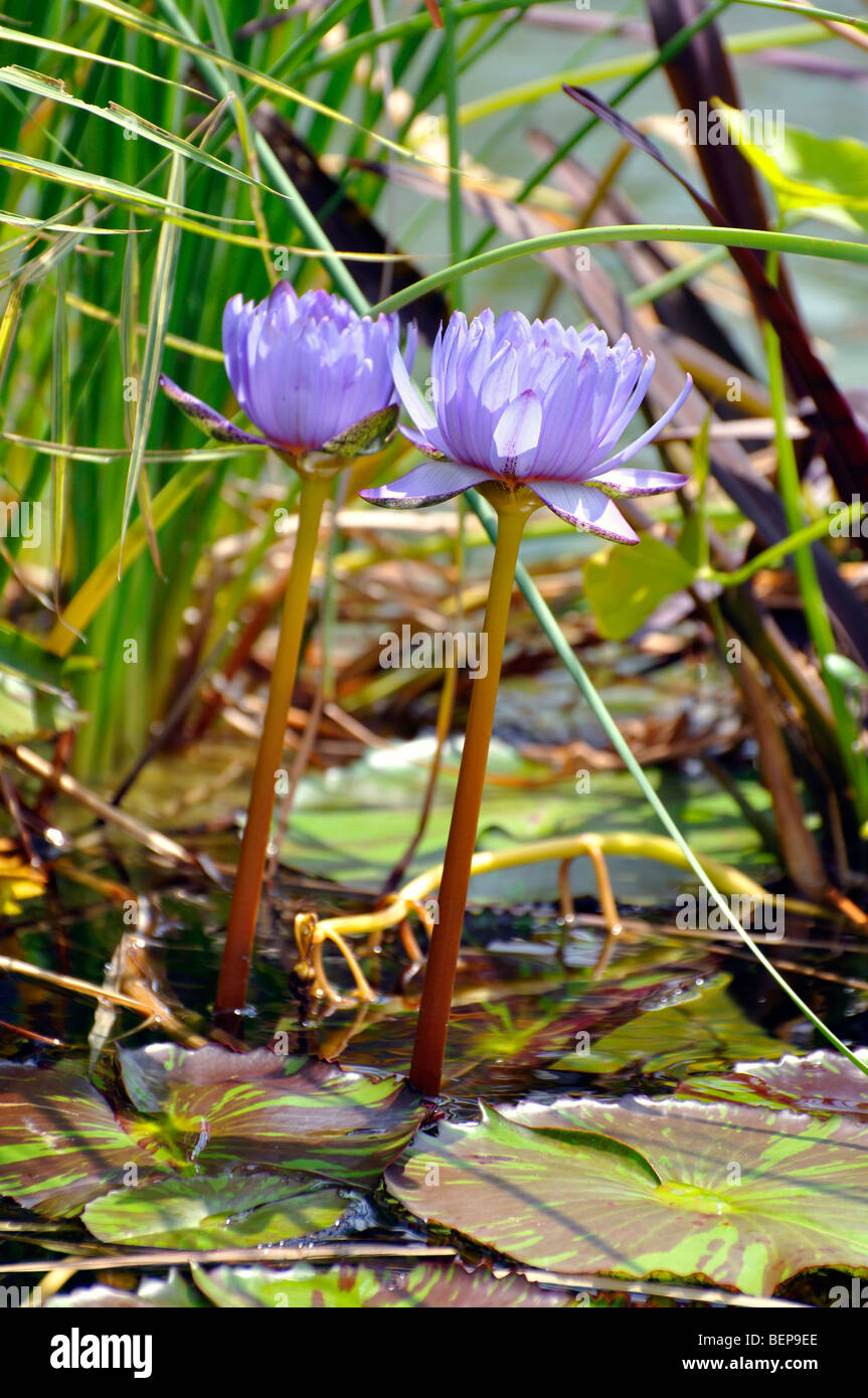Water lily - Nymphaeaceae Stock Photo - Alamy