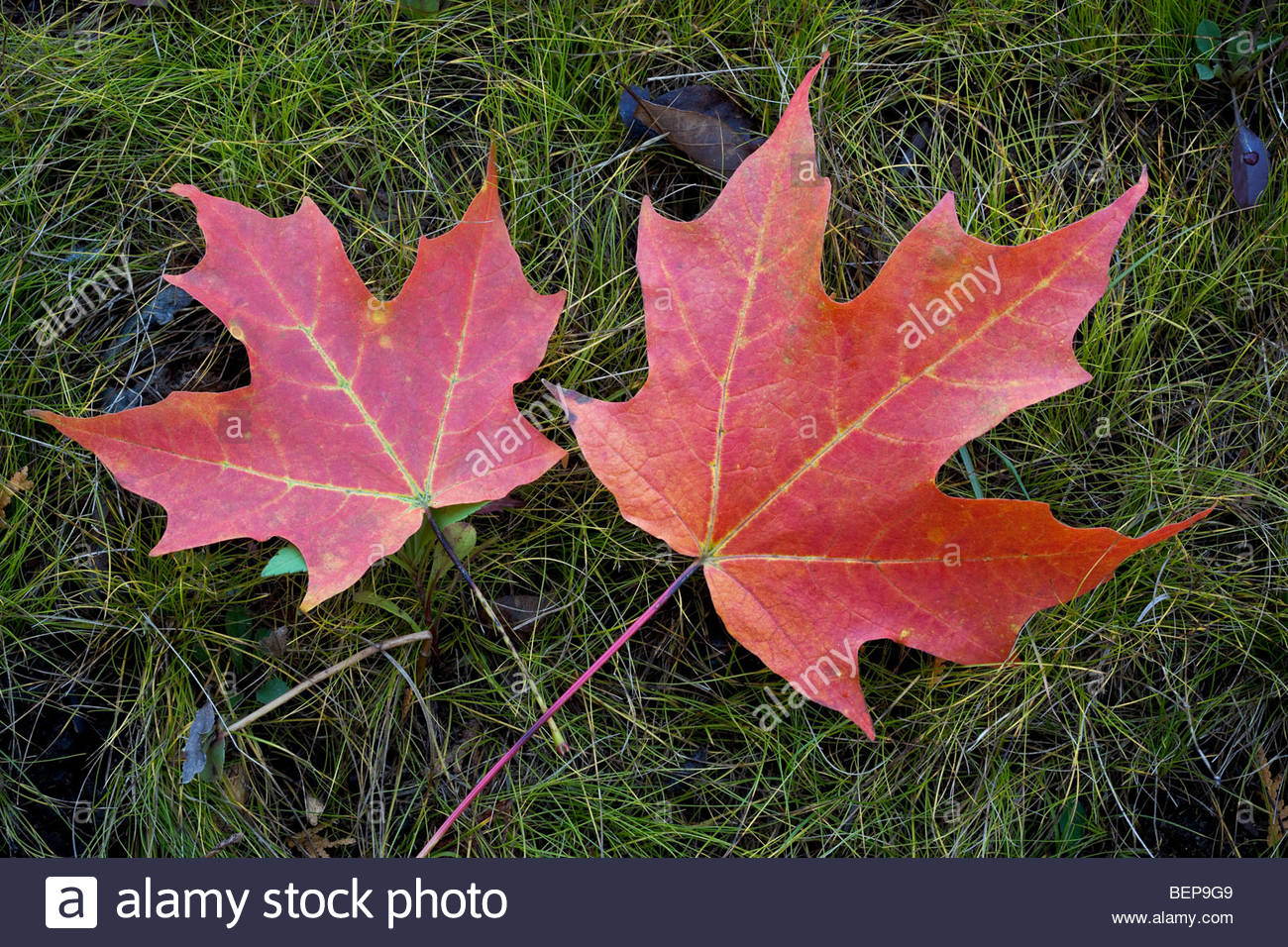 Canada National Emblem High Resolution Stock Photography and Images - Alamy