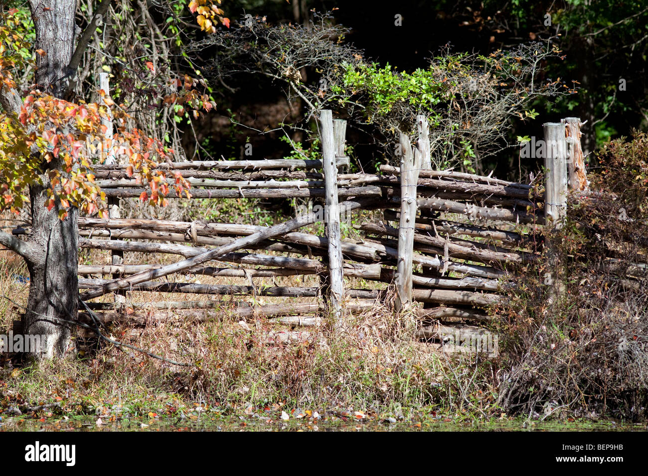 Swamp maple hi-res stock photography and images - Alamy