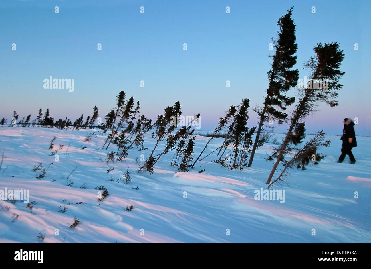 Man makes his way among stunted pine trees, across frozen tundra during February. The ...