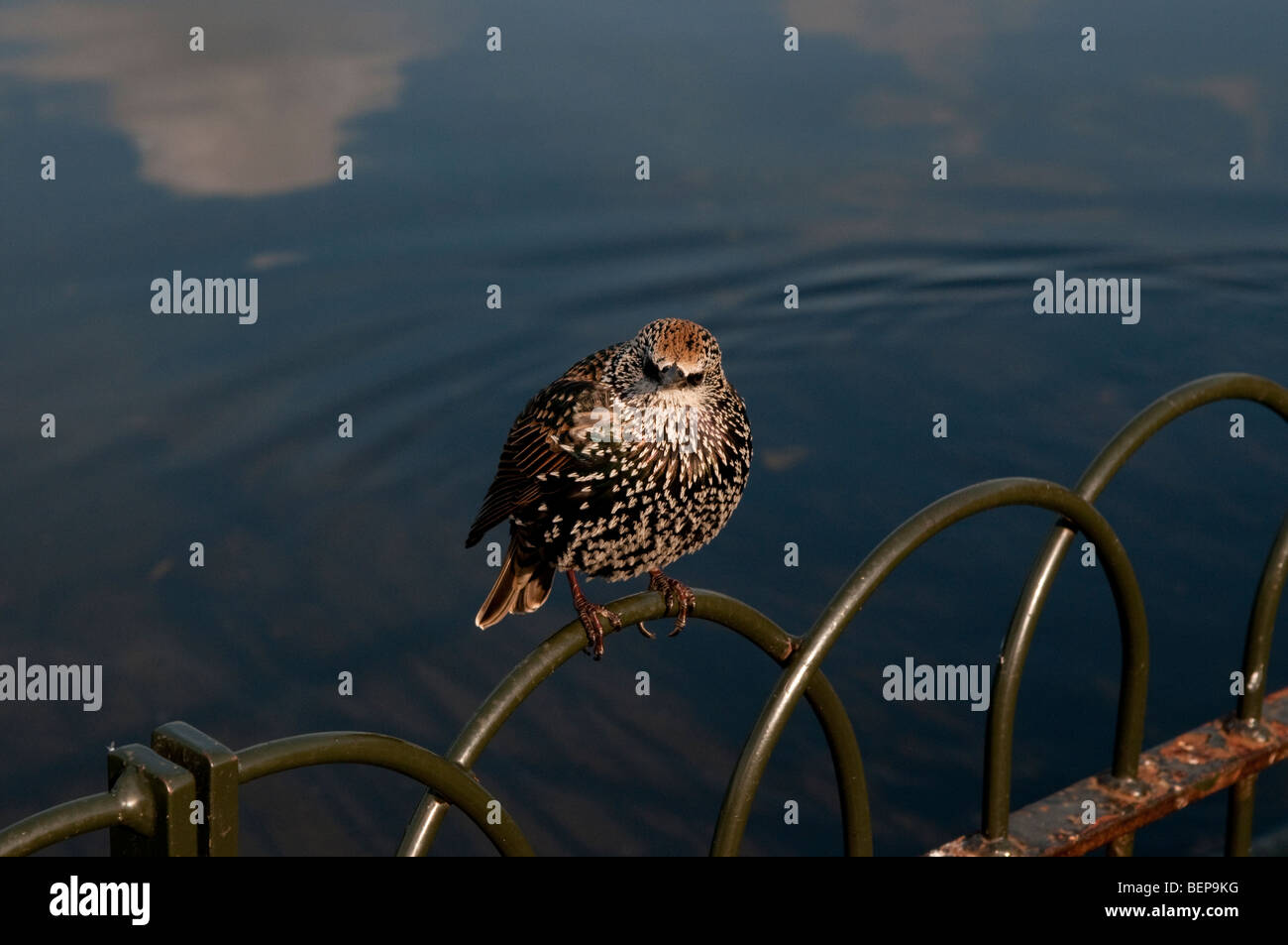 Westminster wildlife hi-res stock photography and images - Alamy