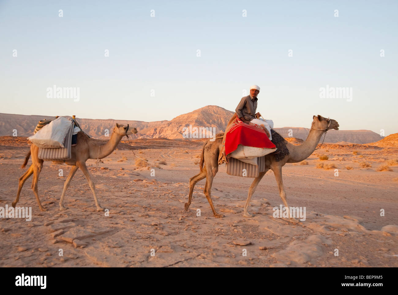 Bedouin desert camels hi-res stock photography and images - Alamy