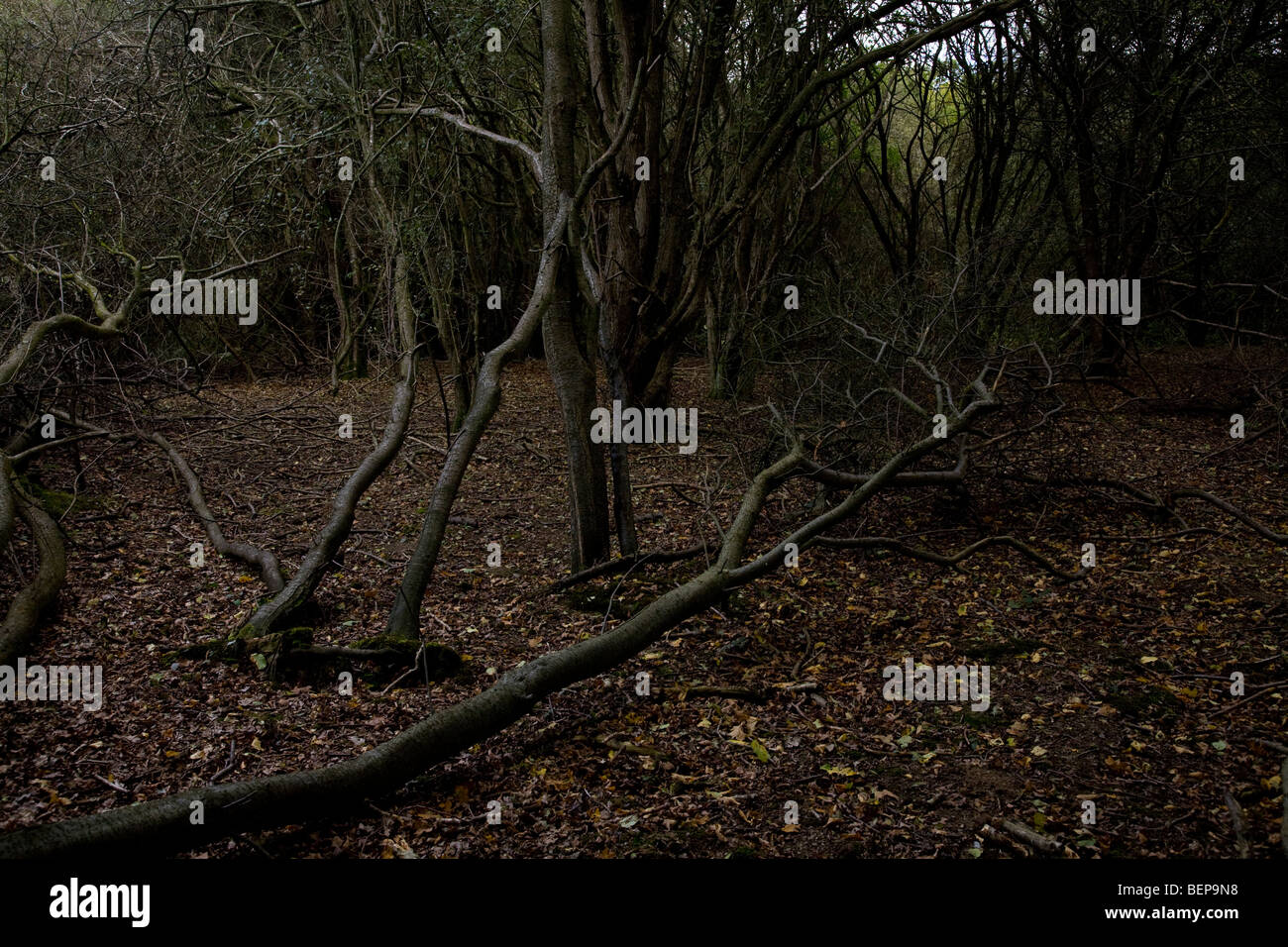 Wooded ground hi-res stock photography and images - Alamy