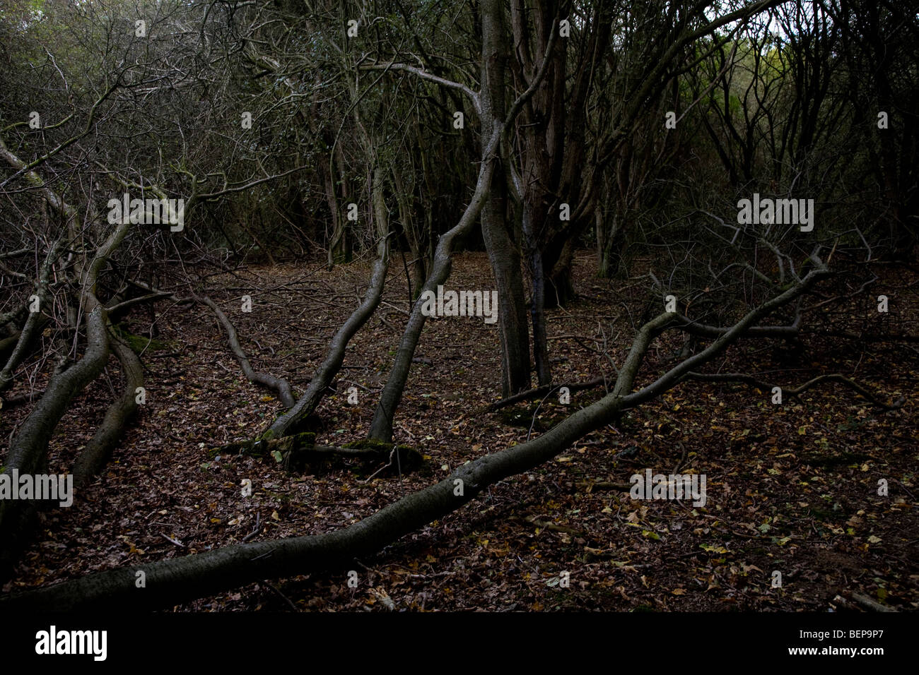 Dark undergrowth hi-res stock photography and images - Alamy