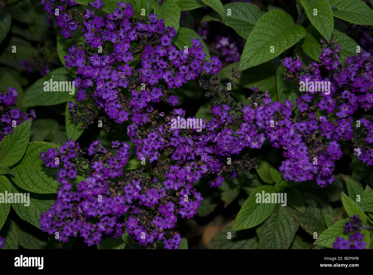 Purple flowering heliotrope plant hi-res stock photography and images ...