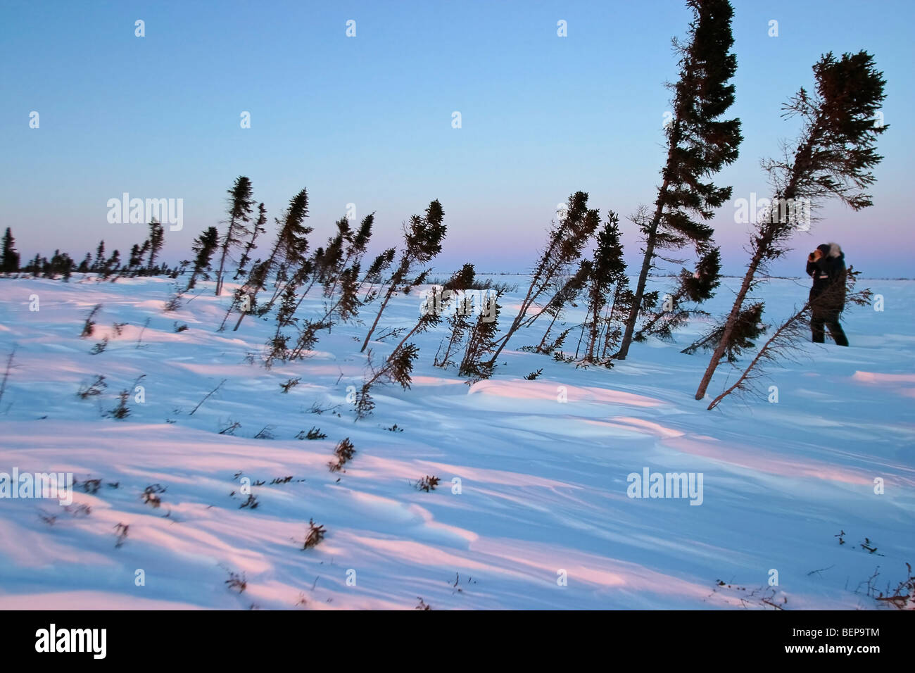 Man makes his way among stunted pine trees, across frozen tundra during February. The ...