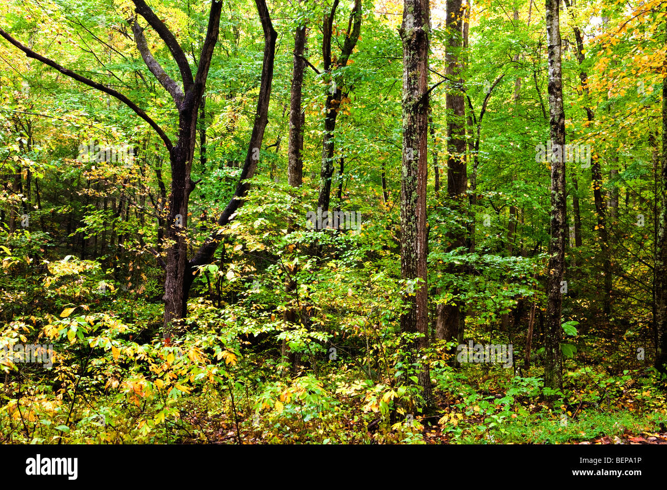 Forest, Great Smoky Mountains National Park, Tennessee Stock Photo - Alamy