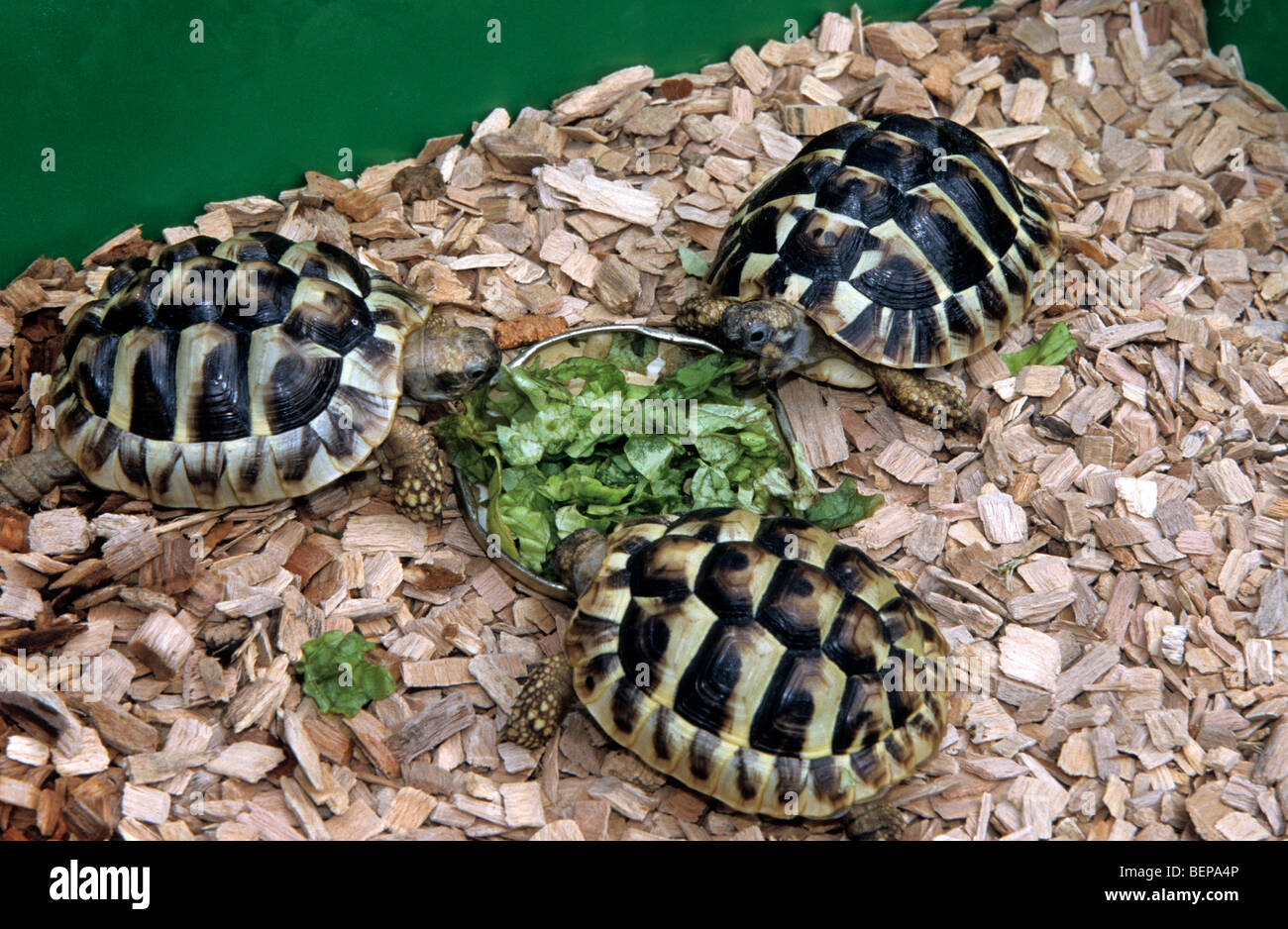 Hermann's tortoises (Testudo hermanni) eating lettuce, Greece Stock ...