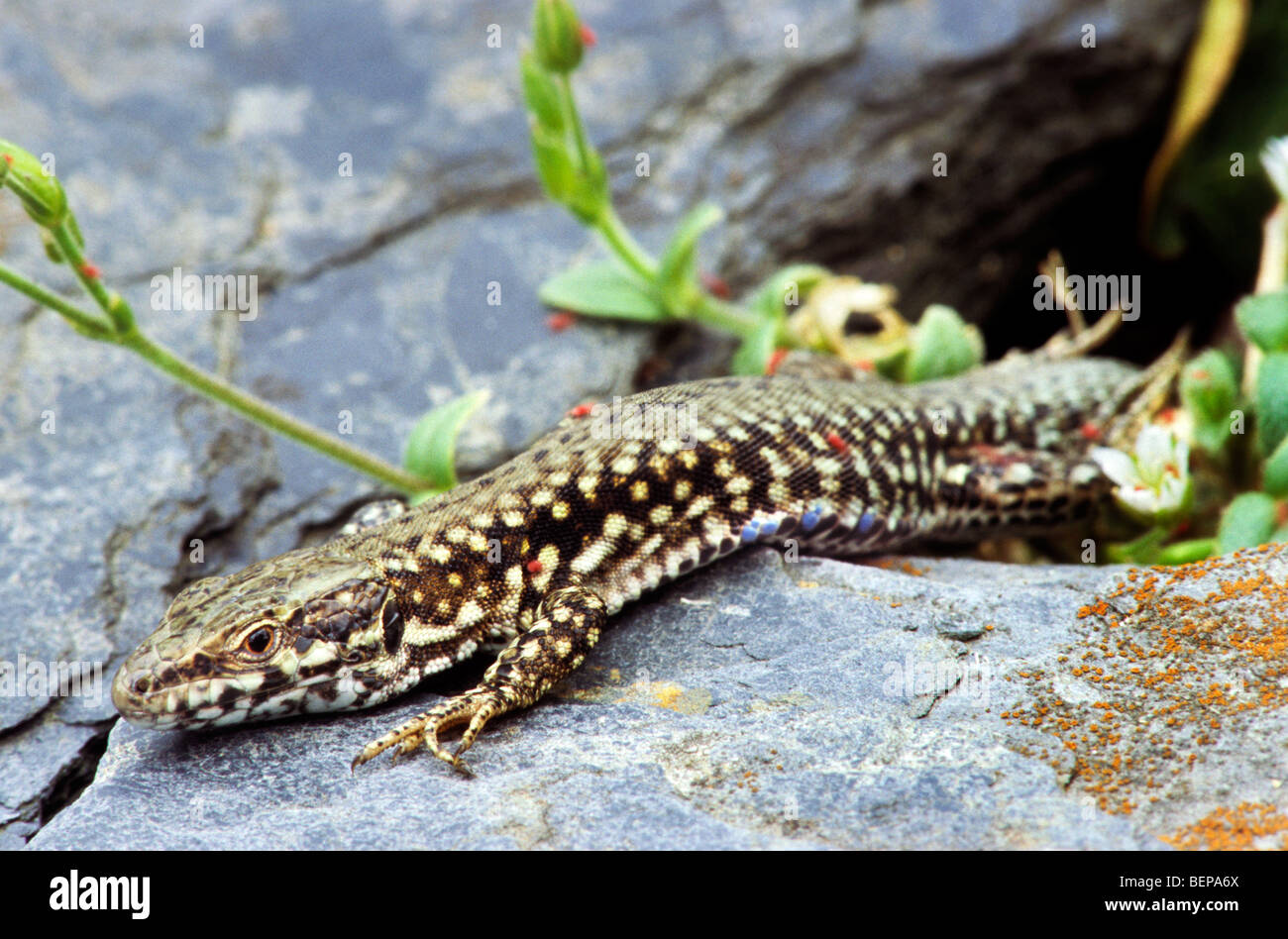 France lizards hi-res stock photography and images - Alamy