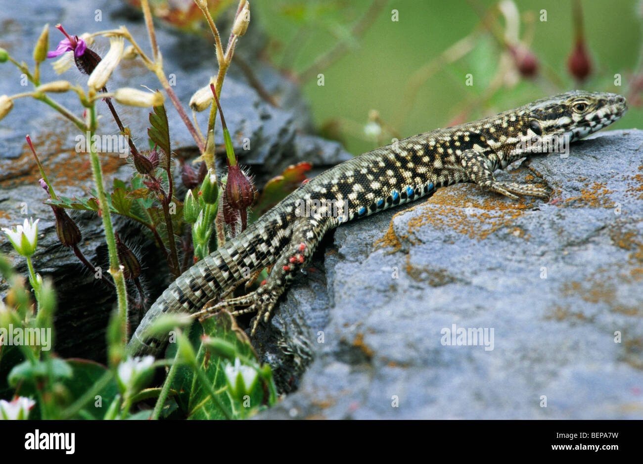 France lizards hi-res stock photography and images - Alamy